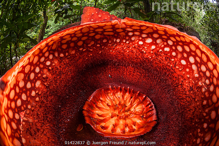 Stock photo of Rafflesia flower (Rafflesia tuan-mudae) parasite on ...