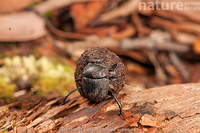 Stock photo of Scarab beetles (Scarabaeidae) rolling ball of dung ...