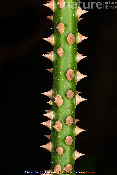 Stock photo of Thorny stem of a rattan palm (Calameae) in the forest ...