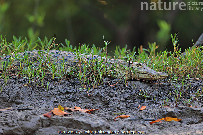 Stock photo of West African Crocodile (Crocodylus niloticus) on shore ...