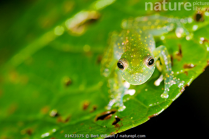 Stock photo of Glass Frog (Cochranella mache) on leaf, Ecuador ...