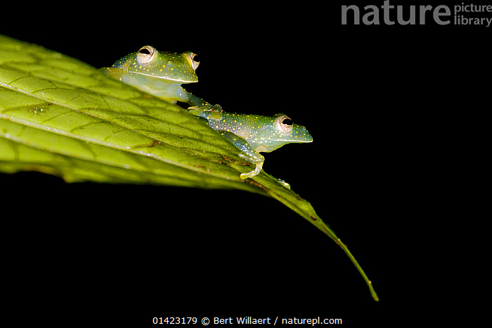 Stock photo of Glass Frogs (Cochranella mache) on leaf, Ecuador ...