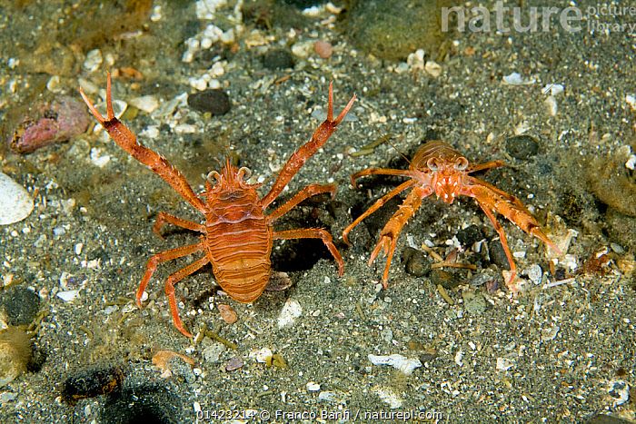 Stock photo of Squat lobsters (Munida quadrispina) UNESCO Natural World ...