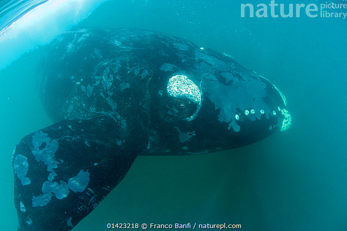 Stock photo of Southern right whale (Eubalaena australis) with calluses ...