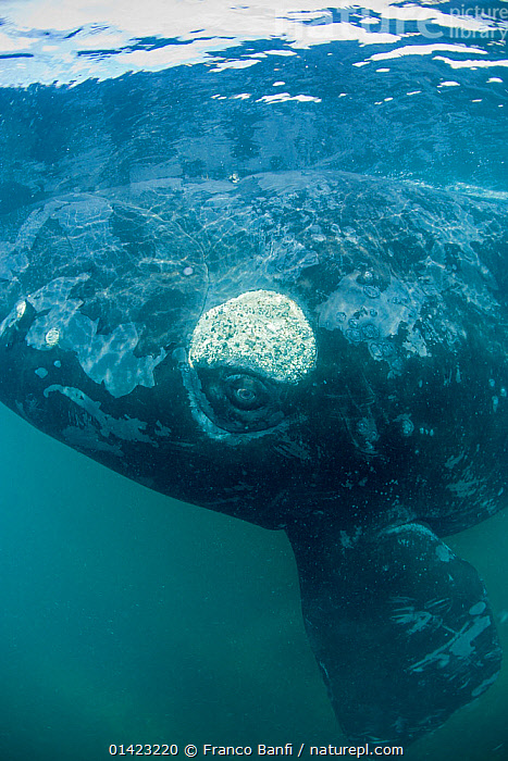 Stock photo of Southern right whale (Eubalaena australis) with callus ...