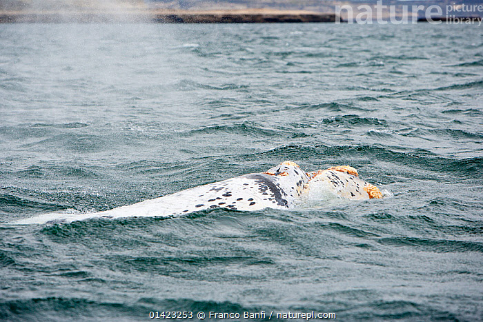 Stock photo of Rare albino Southern Right whale (Eubalaena australis ...