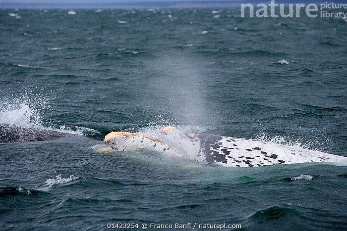 Stock photo of Rare albino Southern Right whale (Eubalaena australis ...