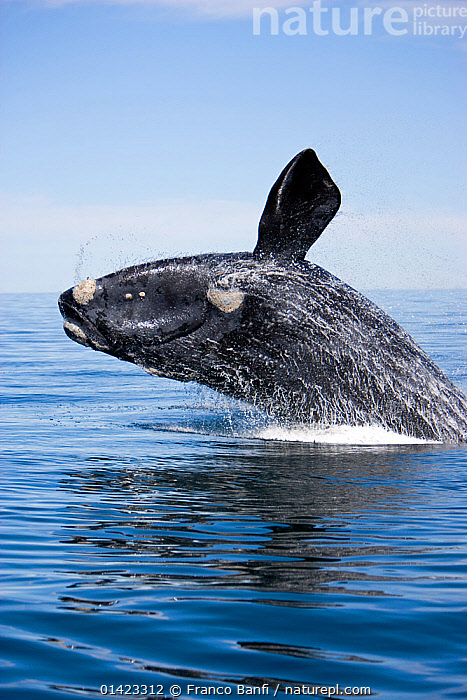 Stock photo of Southern right whale (Eubalaena australis) breaching ...