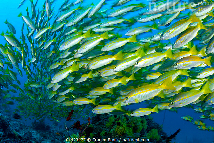 Stock photo of Shoal of Five-line snapper (Lutjanus quinquelineatus ...