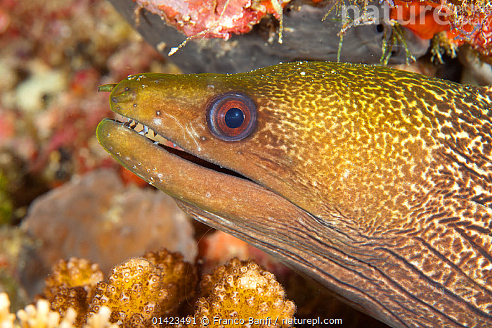 Stock photo of Giant moray eel (Gymnothorax javanicus) Maldives, Indian ...