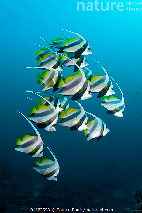 Stock photo of Shoal of Longfin bannerfish (Heniochus acuminatus ...