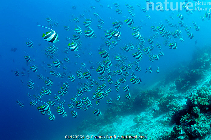 Stock photo of Shoal of Longfin bannerfish (Heniochus acuminatus ...