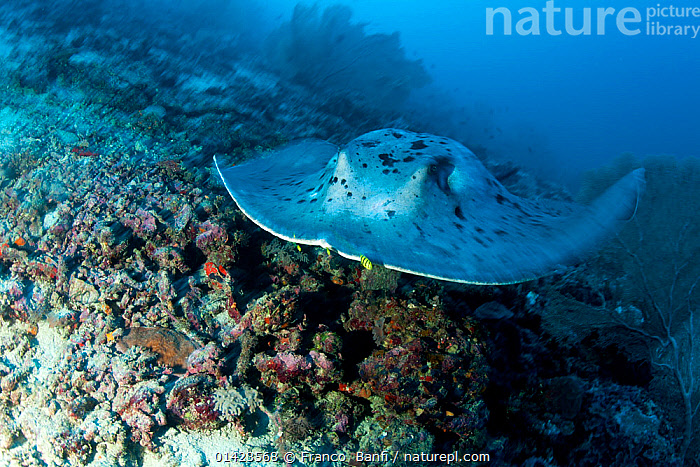 Stock photo of Marbled stingray (Taeniurops meyeni) Pulaa Thila ...