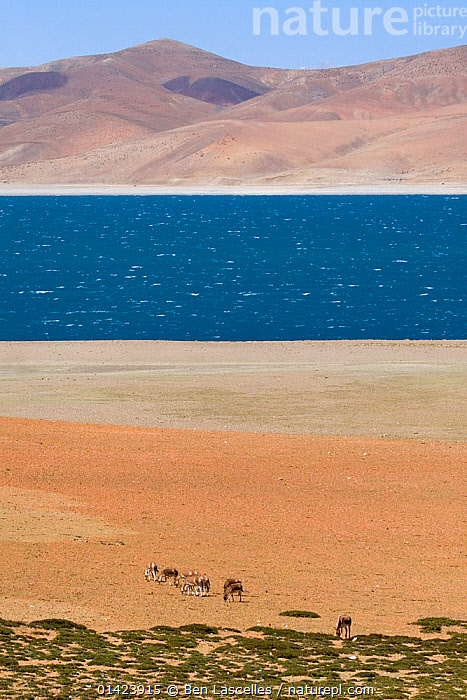Stock photo of Tibetan wild ass / kiang / khyang / gorkhar (Equus kiang ...