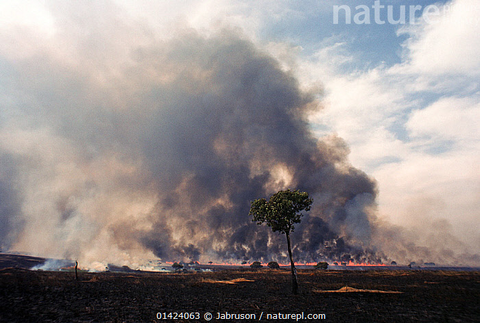 Stock photo of Extensive fierce grass fire consuming savanna, during ...