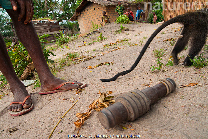 Stock photo of Putty nosed monkey (Cercopithecus nictitans nictitans ...