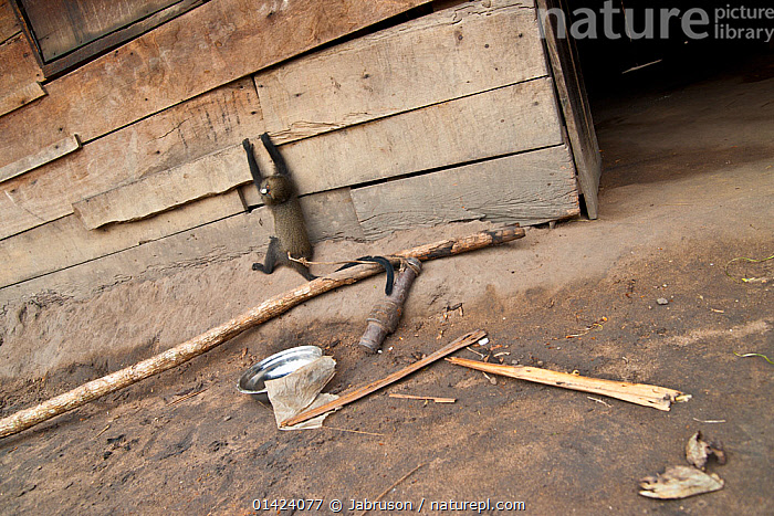 Stock photo of Putty nosed monkey (Cercopithecus nictitans nictitans ...