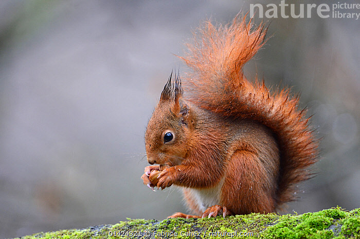 Stock photo of Red squirrel (Sciurus vulgaris) with hazelnut, Allier ...