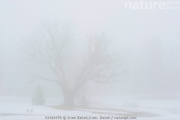 Stock photo of Famous Puhajarve war oak (Quercus) seen through dense ...