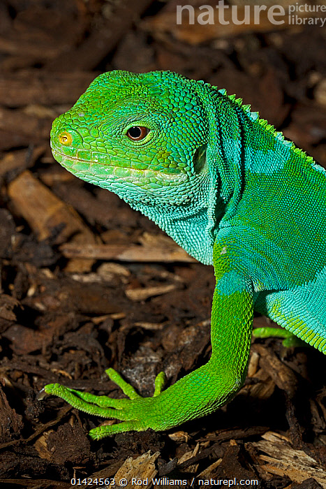 Stock photo of Fiji Banded Iguana (Brachylophus bulabula) captive from ...