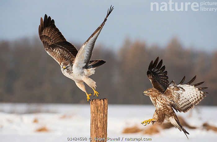 Stock photo of Dark phase Buzzard (Buteo buteo) agressively displacing ...