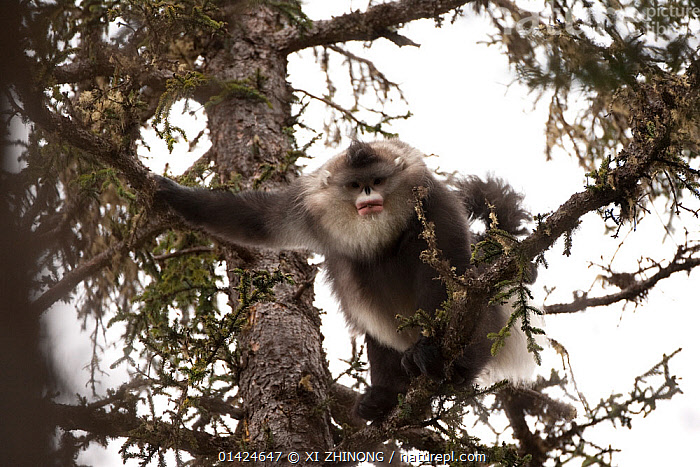 Stock photo of Yunnan snub-nosed monkey (Rhinopithecus bieti) in tree ...