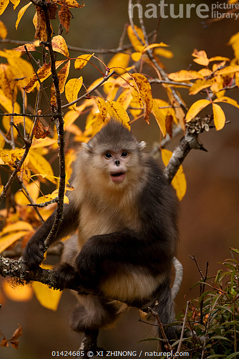 Nosed Snub Snow Monkey Framed Print Of Golden Snub Nosed Monkey