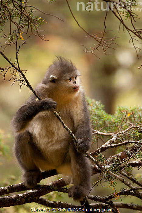 Nosed Snub Snow Monkey Framed Print Of Golden Snub Nosed Monkey