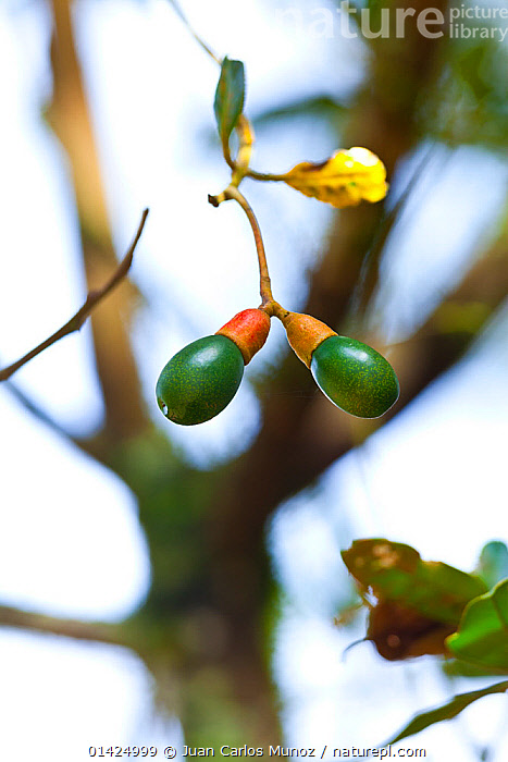 Stock photo of Aguacatillo Tree / Wild avocado (Persea caerulea) with ...
