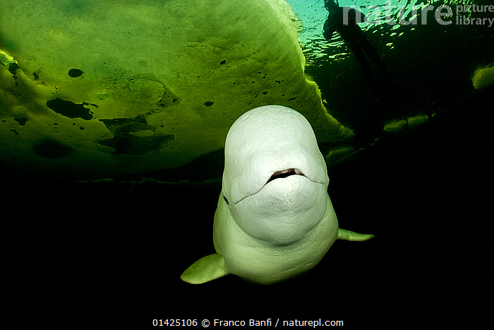 Stock photo of Beluga whale (Delphinapterus leucas) swimming under ice ...