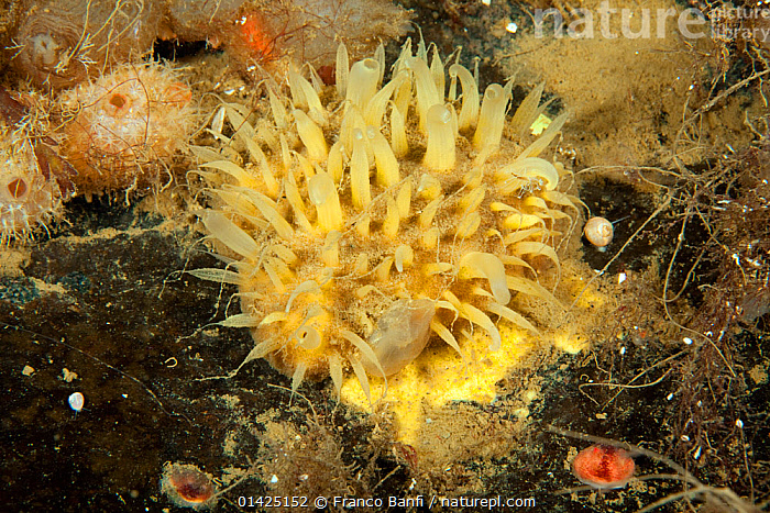 Stock photo of Sponge (Porifera) Arctic circle Dive Center, White Sea ...