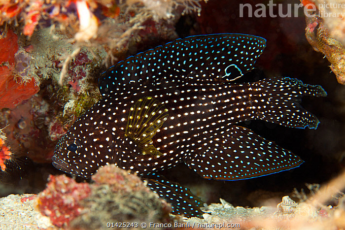 Stock photo of Comet longfin (Calloplesiops altivelis), Maldives ...