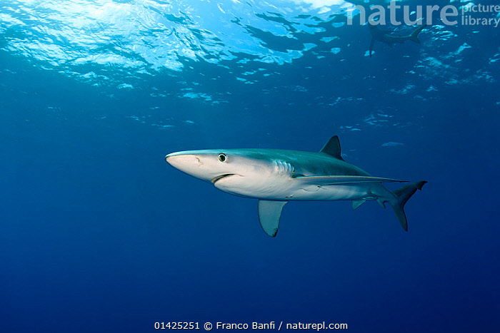 Stock photo of Great Blue shark (Prionace glauca) profile portrait ...