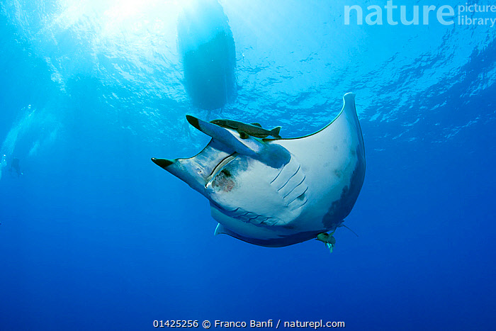 Stock photo of Devil ray (Mobula tarapacana) viewed from below ...