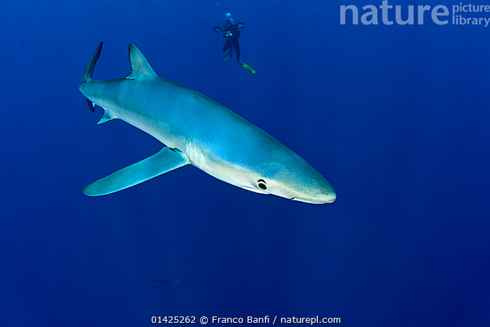 Stock photo of Great Blue shark (Prionace glauca) with scuba diver ...
