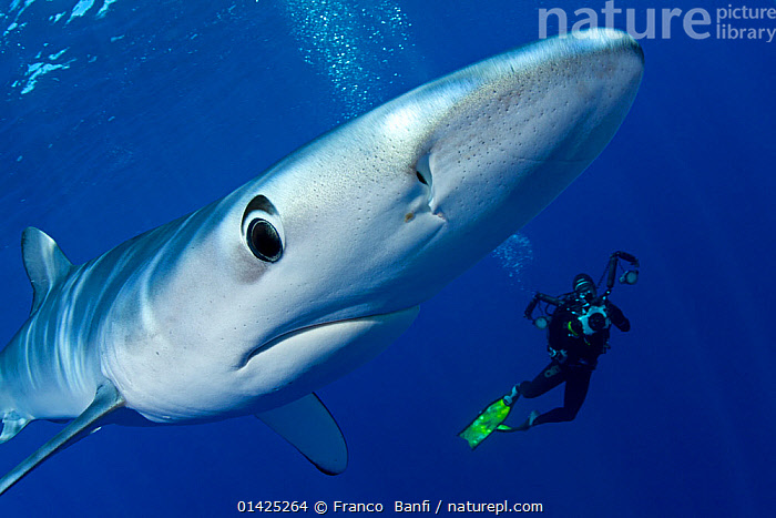 Stock photo of Great Blue shark (Prionace glauca) close up with scuba ...