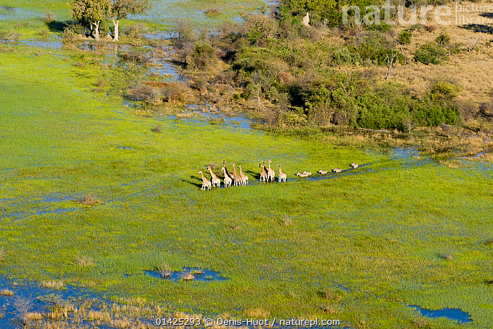 Stock photo of Herd of Angolan giraffes (Giraffa camelopardalis ...