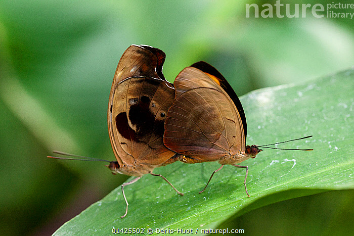 Stock photo of Swallowtail butterflies (Papilionidae) mating , Costa ...