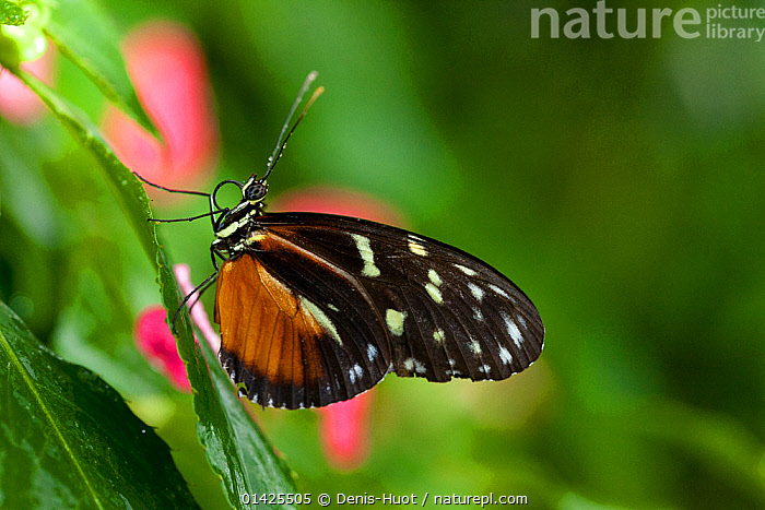 Stock photo of Tiger longwing blutterfly (Heliconius hecale) Hacienda ...
