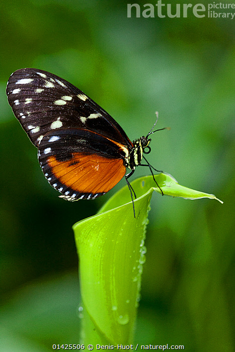 Stock photo of Tiger longwing blutterfly (Heliconius hecale) Hacienda ...