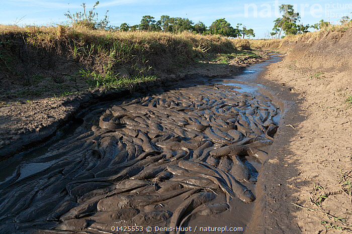 Stock photo of Catfish in mud of a drying pond, during dry season ...