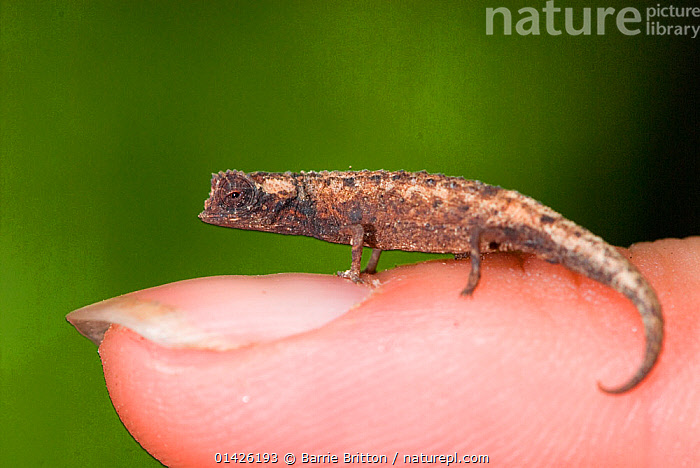 Stock Photo Of Nosy Be Pygmy Leaf Chameleon Brookesia Minima Male