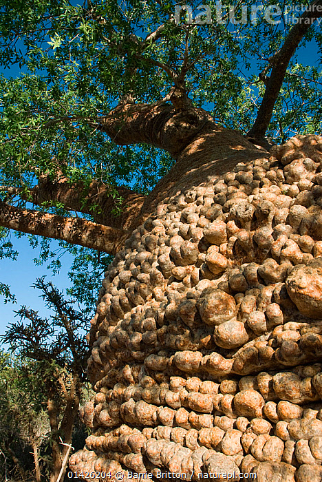 Stock photo of 'Grandmother' Baobab Tree (Adansonia rubrostipa) with ...
