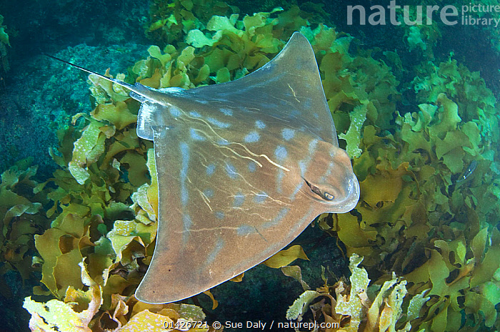Stock photo of Eagle Ray (Myliobatis tenuicaudatus) Poor Knights ...