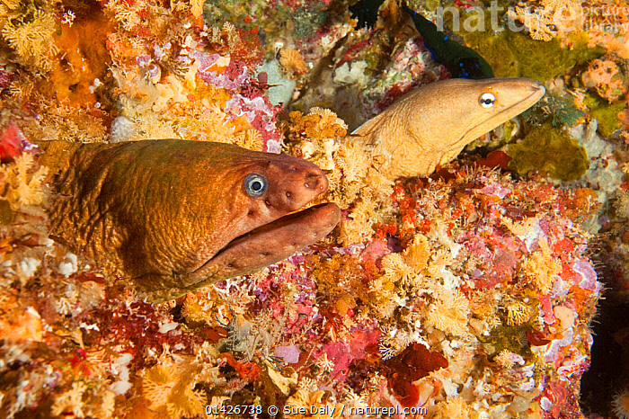 Stock photo of Yellow Moray Eel (Gymnothorax prasinus) and Grey Moral ...