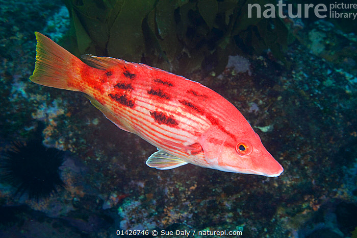 Stock photo of Female Red pigfish (Bodianus unimaculatus) Poor Knights ...