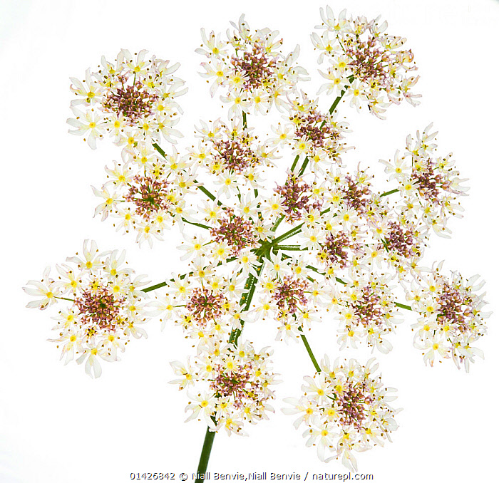 Stock photo of Hogweed (Heracleum sphondylium) flower head against ...