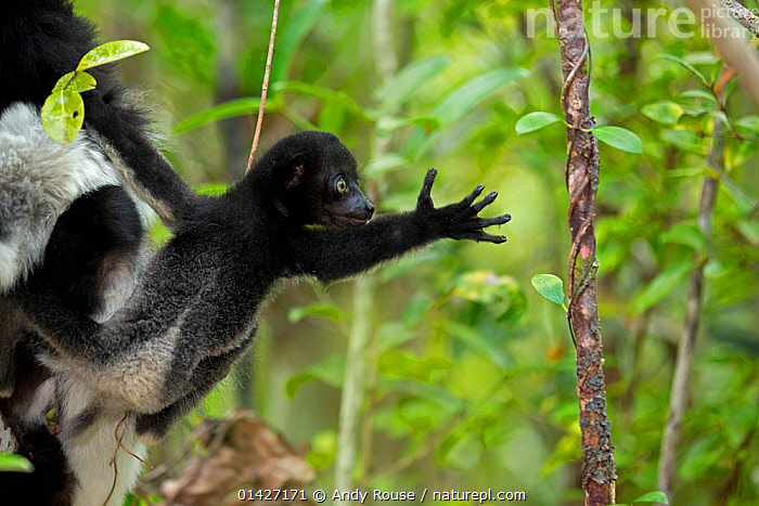 Stock photo of Indri (Indri indri) two-month baby in tropical ...