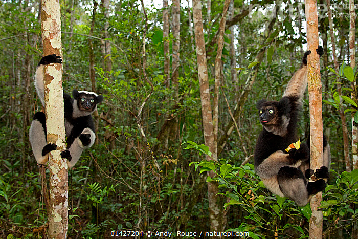 Stock photo of Indri (Indri indri) on trees in tropical rainforest ...