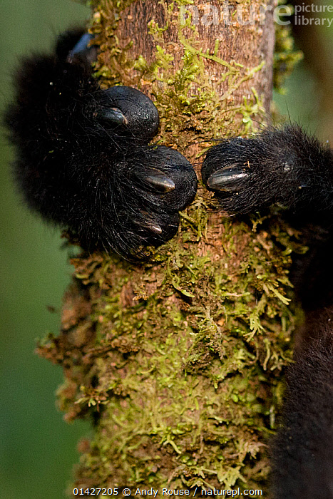 Stock photo of Indri (Indri indri) hand showing grip and fingernails ...